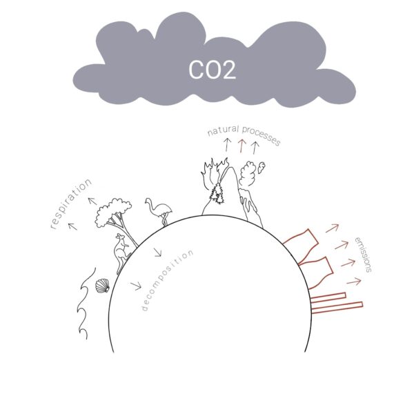 The Carbon Cycle | Regenerate Australia