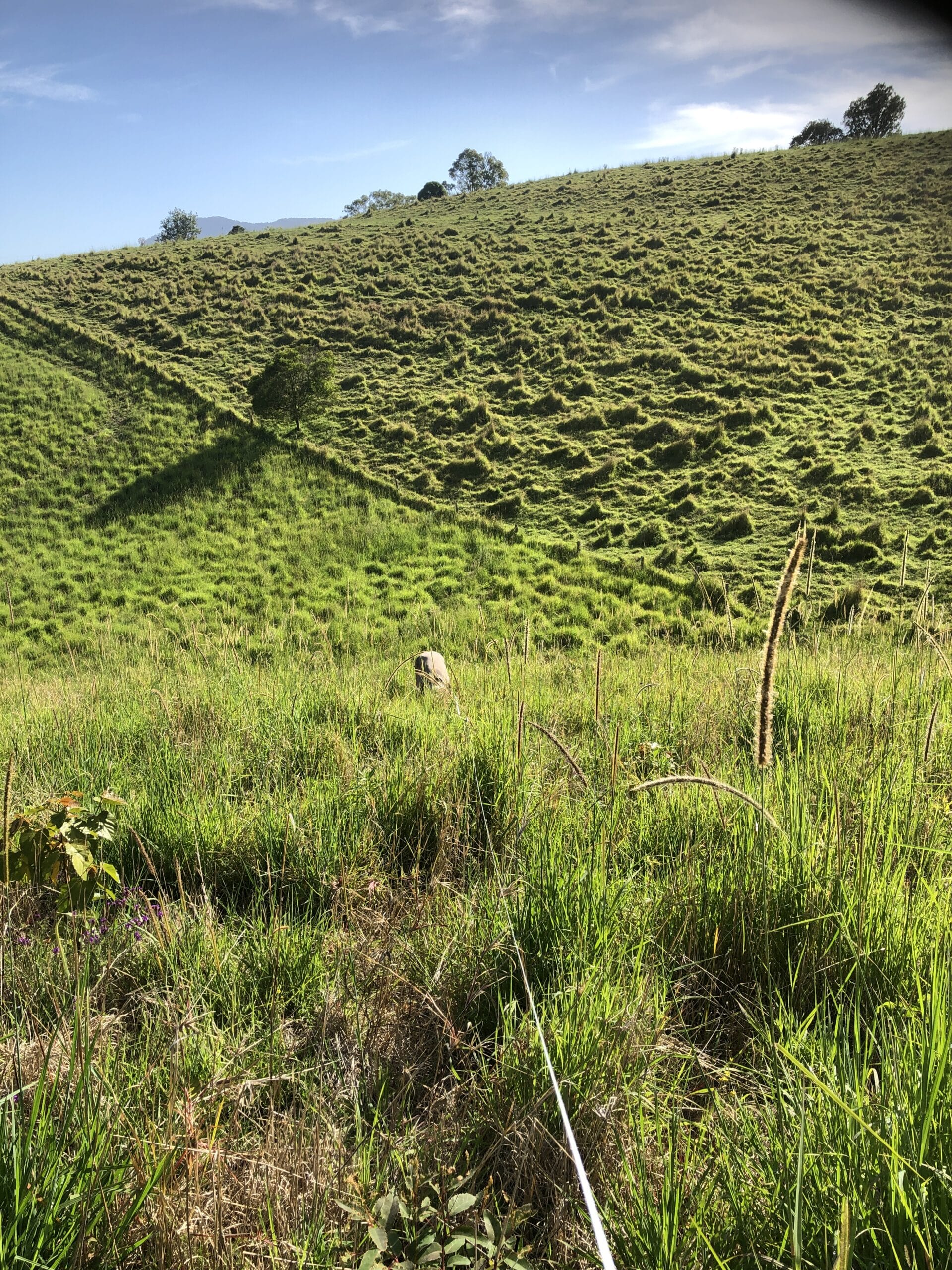 Nimbin, NSW | Regenerate Australia