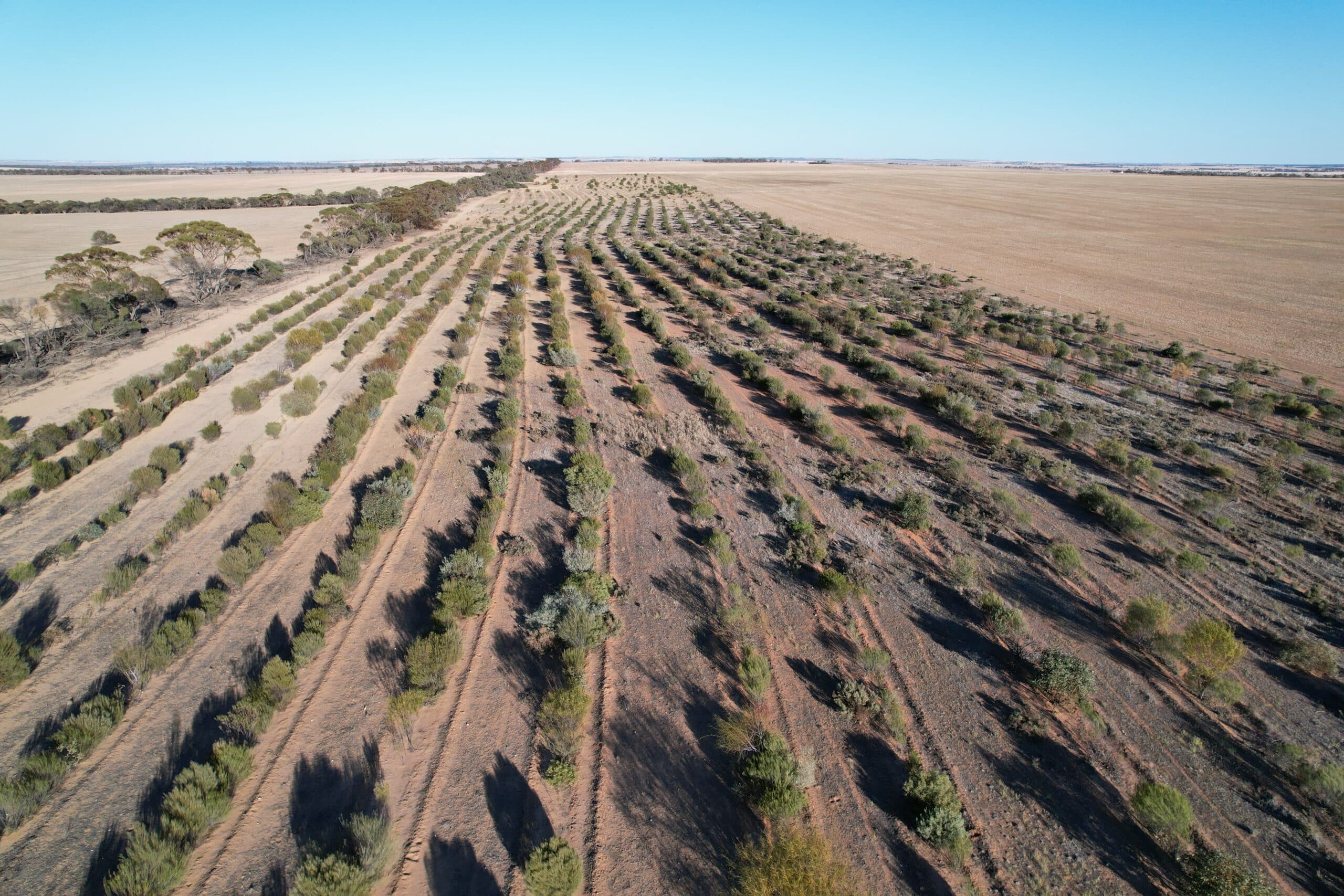Bencubbin, WA | Regenerate Australia